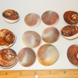 Shell Cut in Half Semi Polished - Etsy