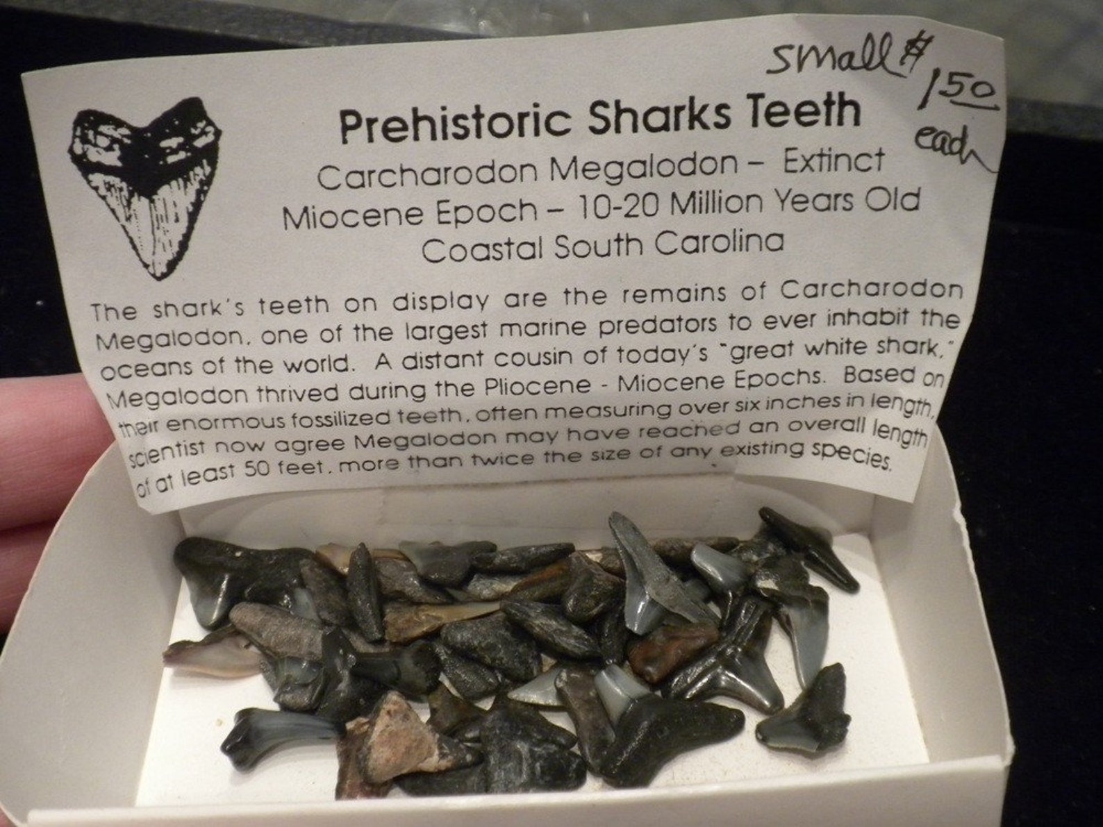 Three Small Fossilized Shark Teeth - Etsy