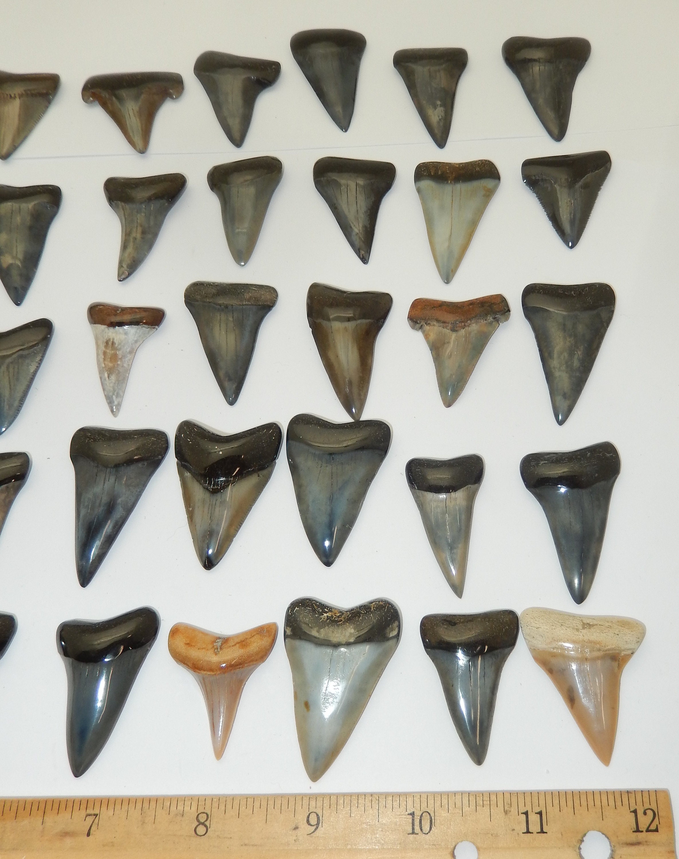 Mako Fossilized Shark Tooth Polished from SC or Bakersfield | Etsy