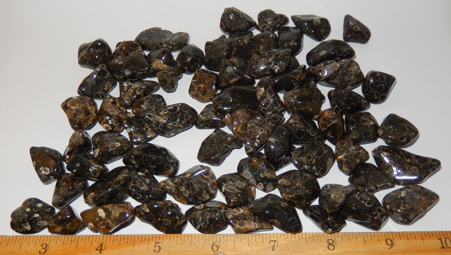 Turritella Fossil Agate | Etsy