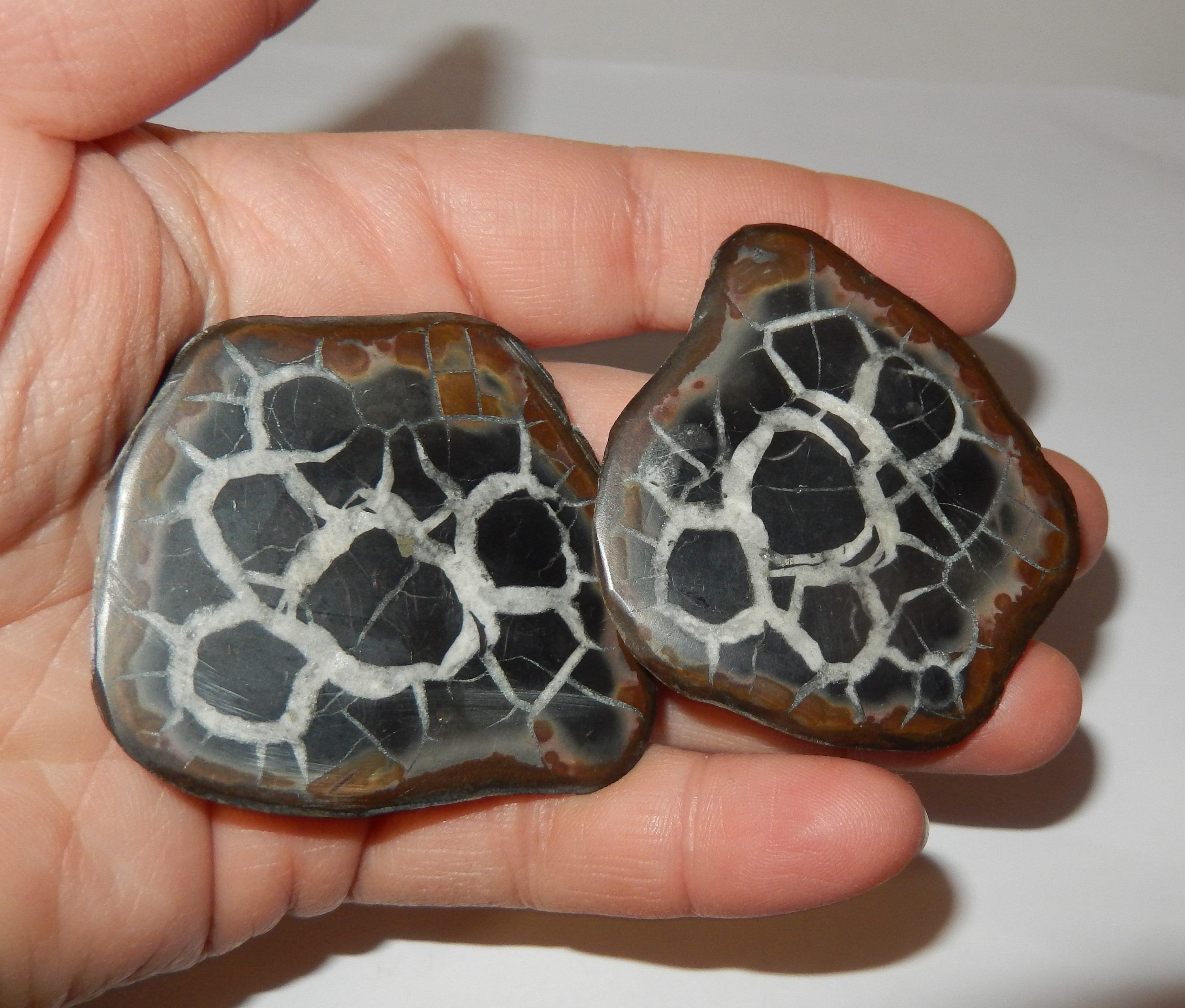 Septarian Nodule Cut and Partially Polished Pair - Etsy