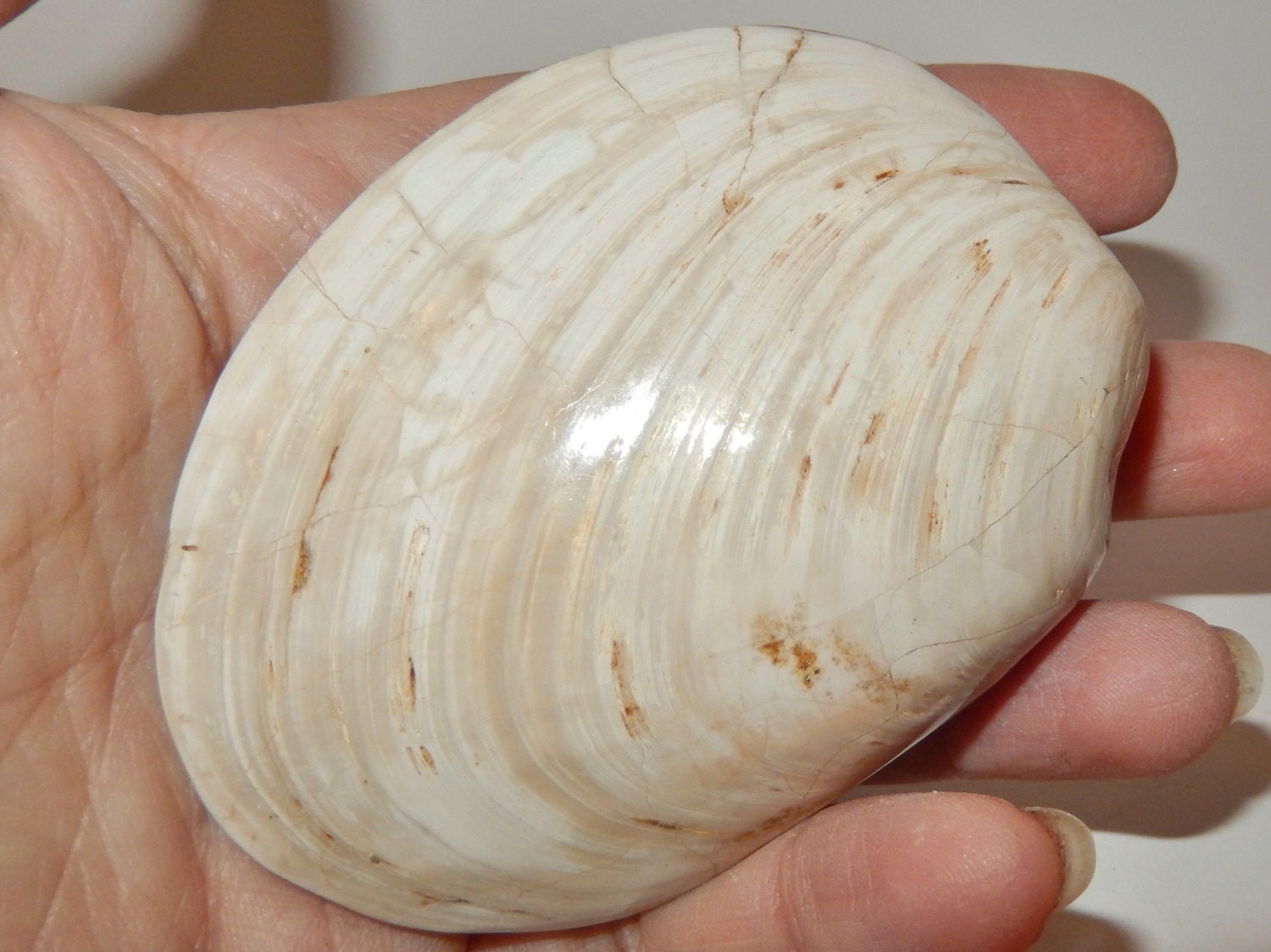 Large Fossil Clam - Etsy