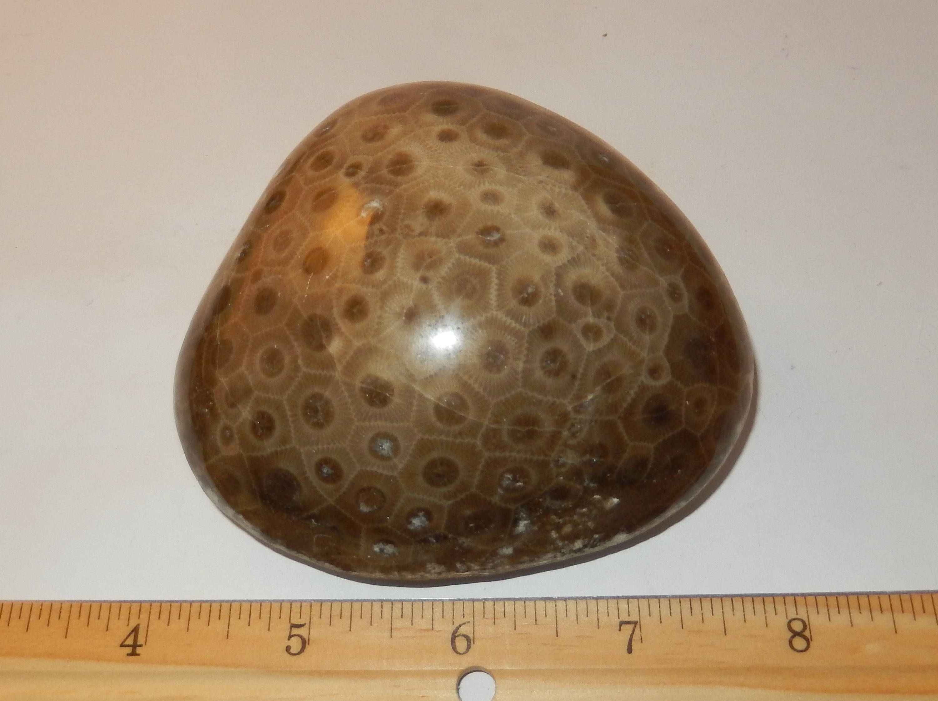 Polished Petosky Stone - Extra Large - Etsy