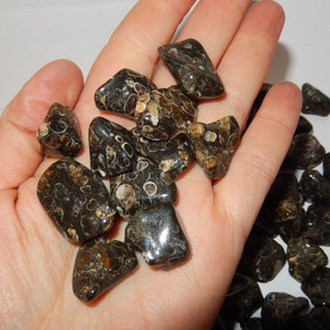 Turritella Fossil Agate - Etsy