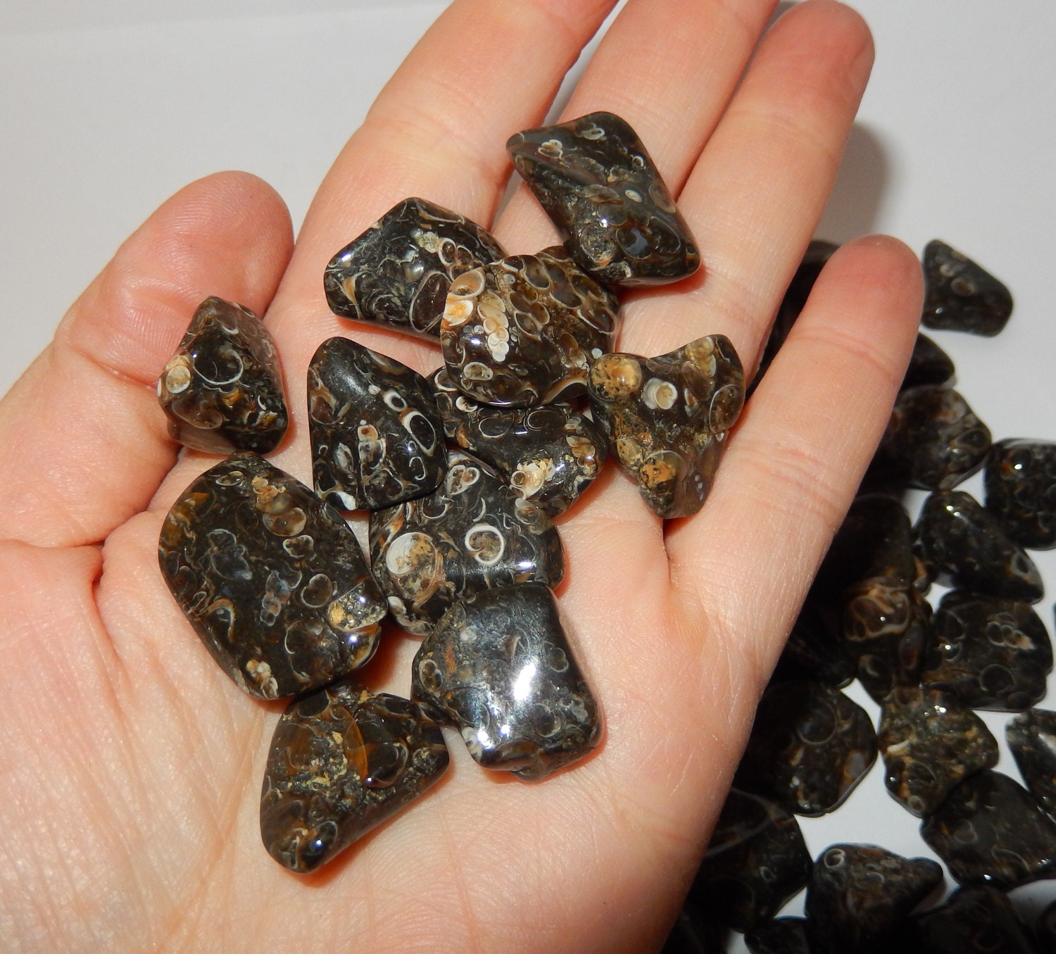 Turritella Fossil Agate - Etsy