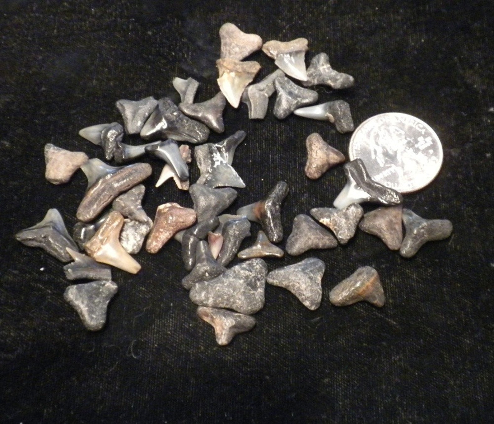 Three Small Fossilized Shark Teeth - Etsy
