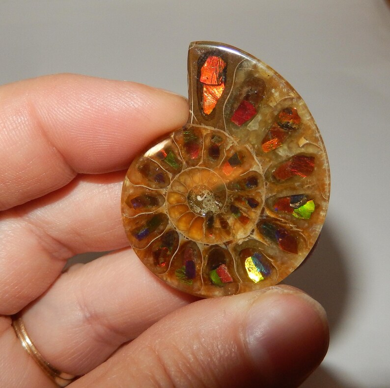 Fossilized Ammonite Inlayed With Ammolite - Etsy