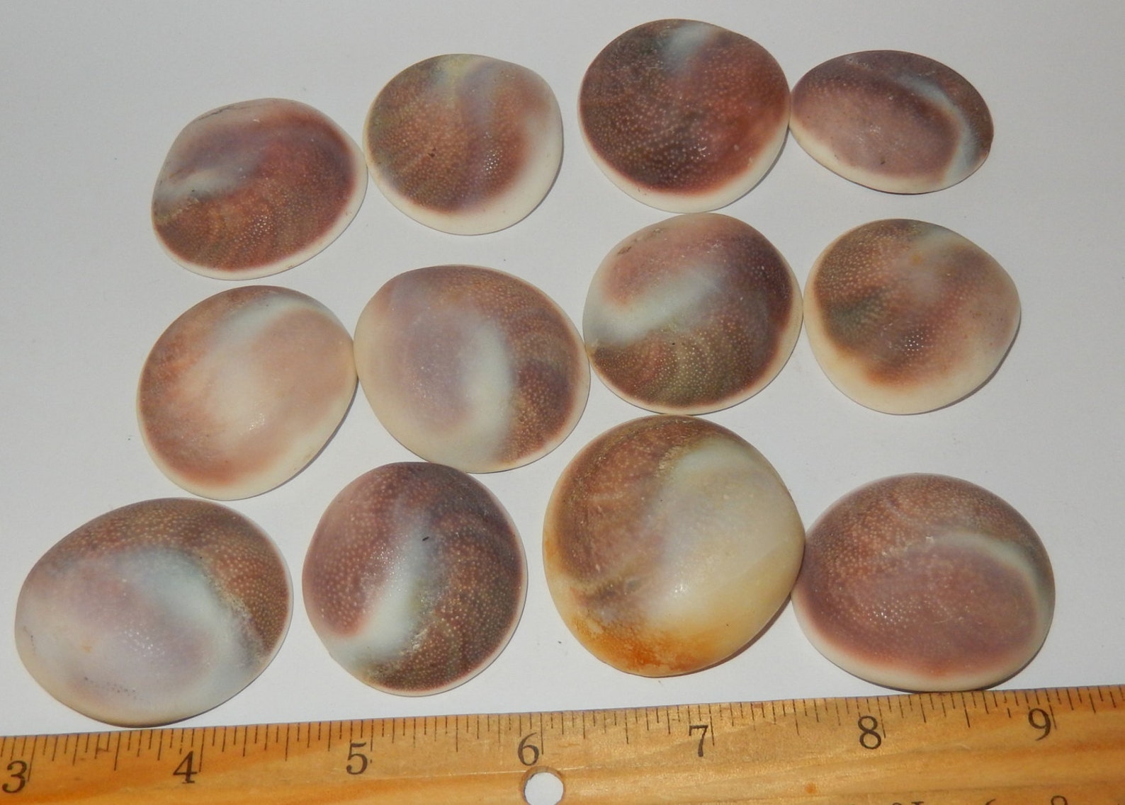 Shell Cut in Half Semi Polished - Etsy