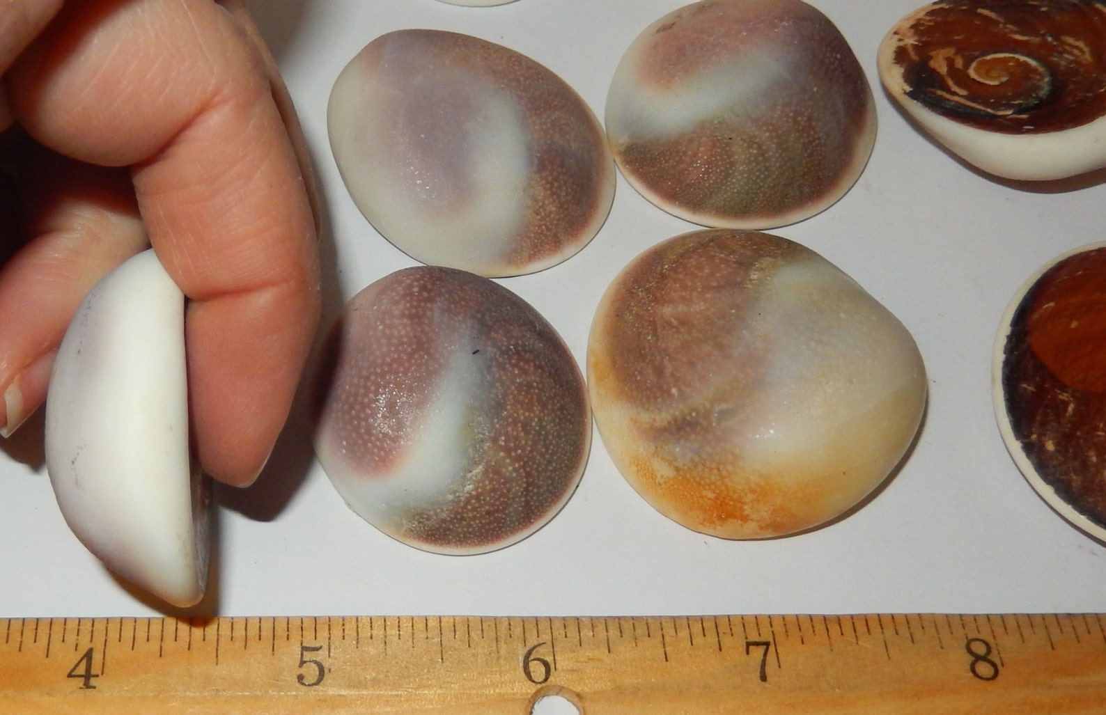 Shell Cut in Half Semi Polished | Etsy