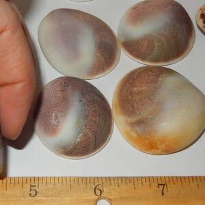 Shell Cut in Half Semi Polished - Etsy