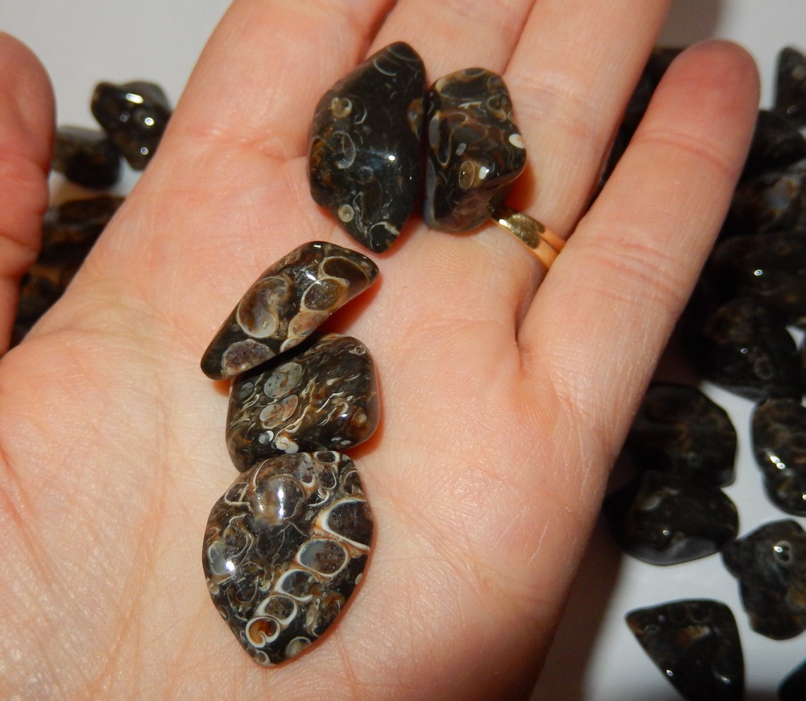 Turritella Fossil Agate - Etsy