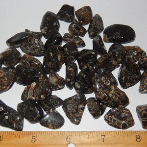 Turritella Fossil Agate - Etsy