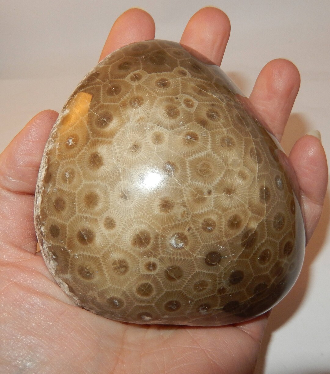 Polished Petosky Stone - Extra Large - Etsy