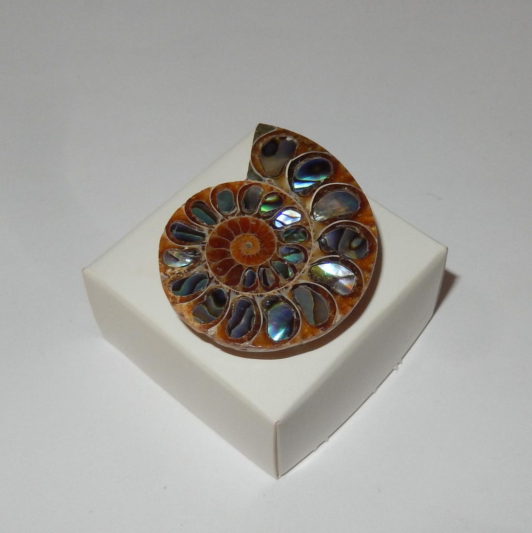 Fossilized Ammonite Inlayed With Abalone - Etsy