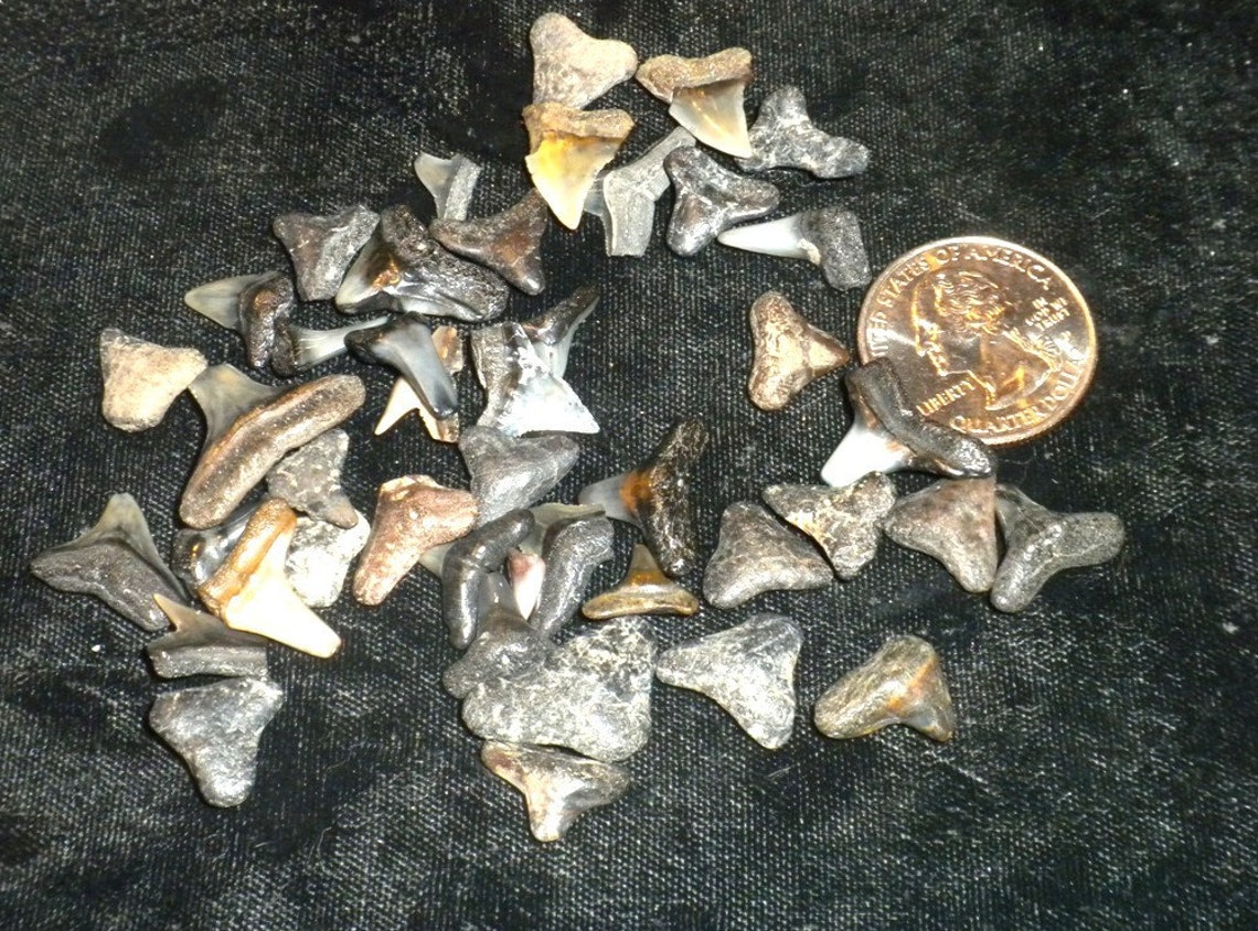 Three Small Fossilized Shark Teeth - Etsy