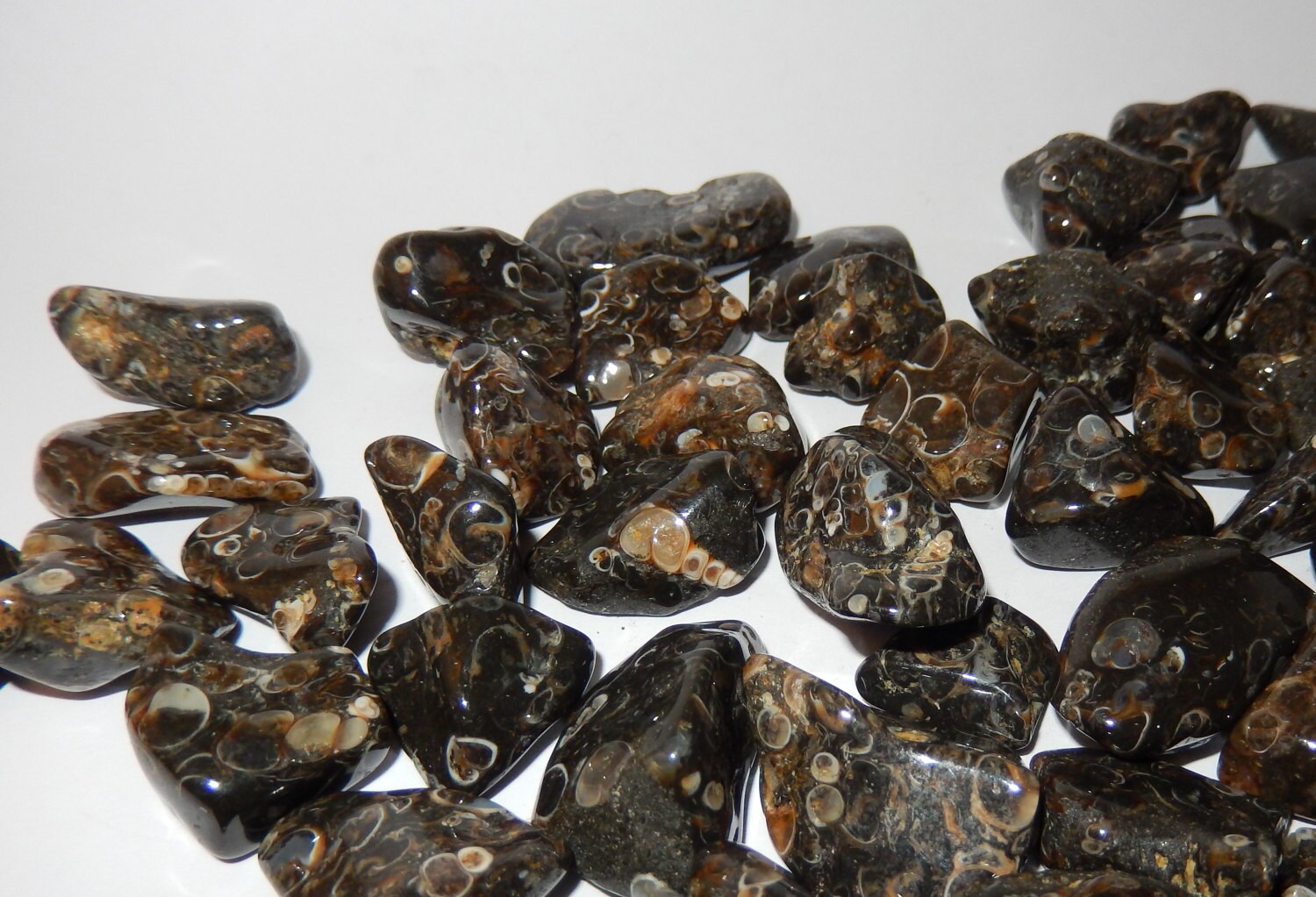 Turritella Fossil Agate | Etsy