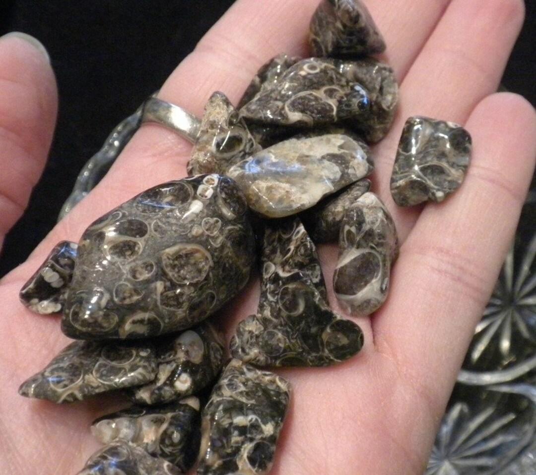 Turritella Fossil Agate - Etsy