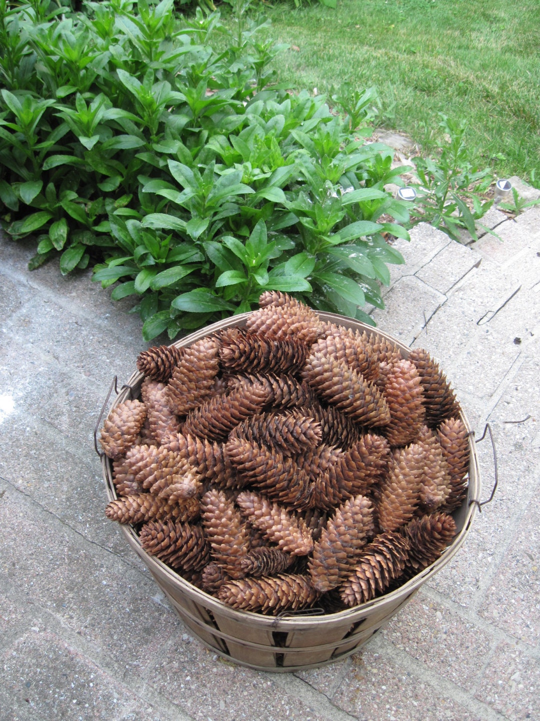 Pinecones, Pine Cones, Dozen, Set of 12, Natural, Air Dried, Sizes Vary ...