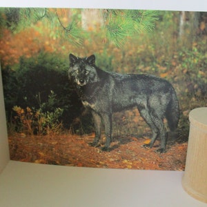 Vintage 1994 Wolves Postcards Collection, Unused, 22 Oversized Postcards, Ready to Mail, Heavy ...