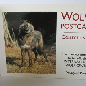 Vintage 1994 Wolves Postcards Collection, Unused, 22 Oversized Postcards, Ready to Mail, Heavy ...