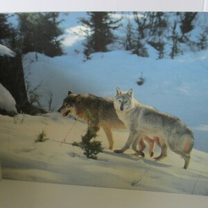 Vintage 1994 Wolves Postcards Collection, Unused, 22 Oversized Postcards, Ready to Mail, Heavy ...