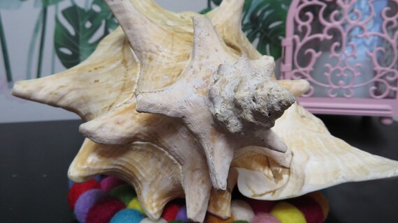 Vintage Natural Huge Rare Conch Shell Decoration/big Seashell - Etsy