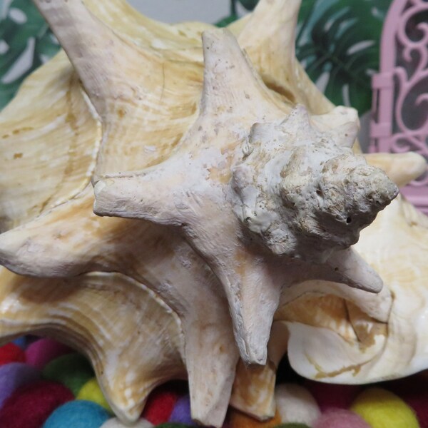 Rare Sea Shells - Etsy