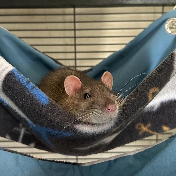 Rat Hammock - Etsy