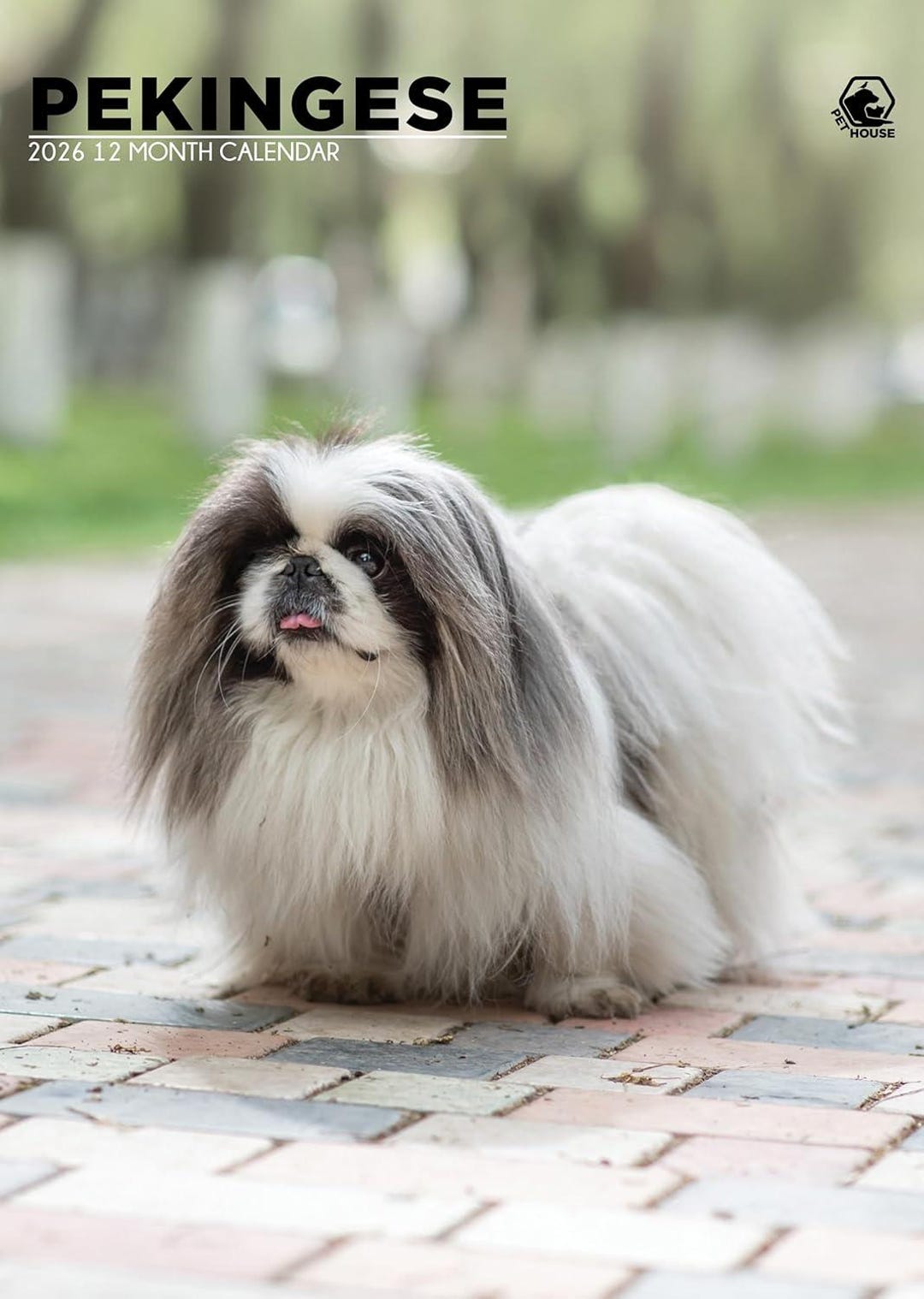 Pekingese 2026 Calendar - A3 Size 30 X 42 Cm, 12 Months of Great ...
