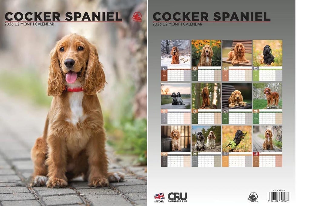 Cocker Spaniel 2026 Wall Calendar: A3 Photography Print - Etsy UK