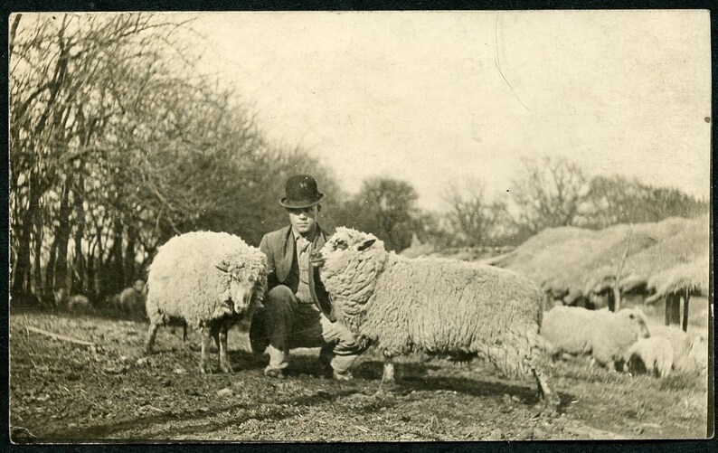 Proudly SHOWING His PRIZE SHEEP on the Farm in 1920s Original Photo ...