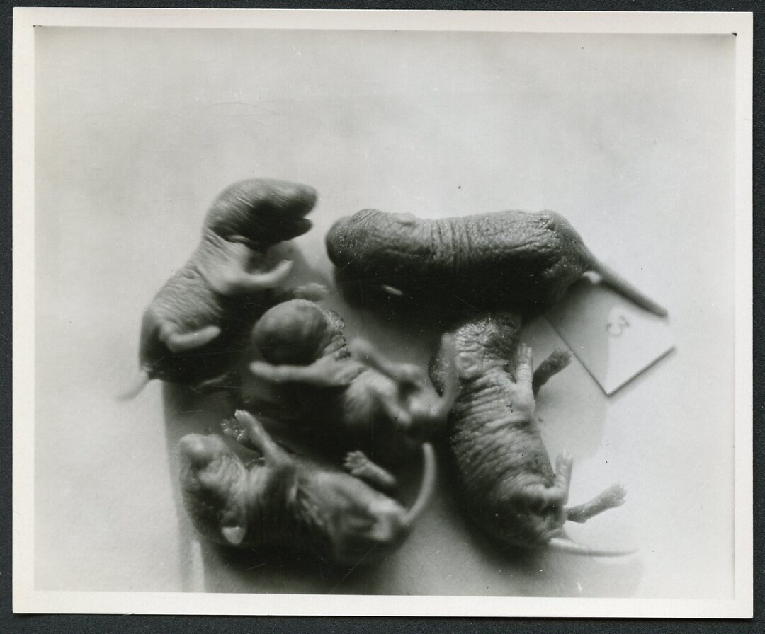 DEER MOUSE BABIES 3 Days Old - Peromyscus Maniculates Osgoodi - 1920s ...