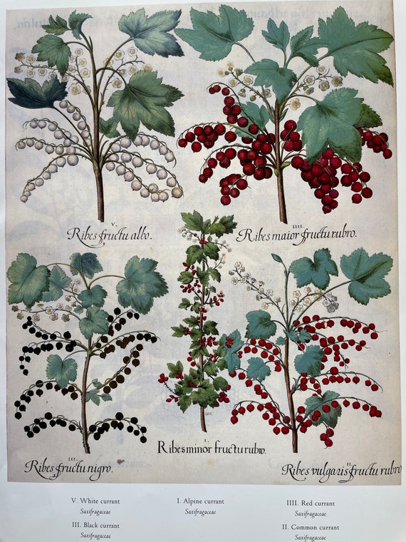 Vintage Botanical Illustration of Currants | Etsy