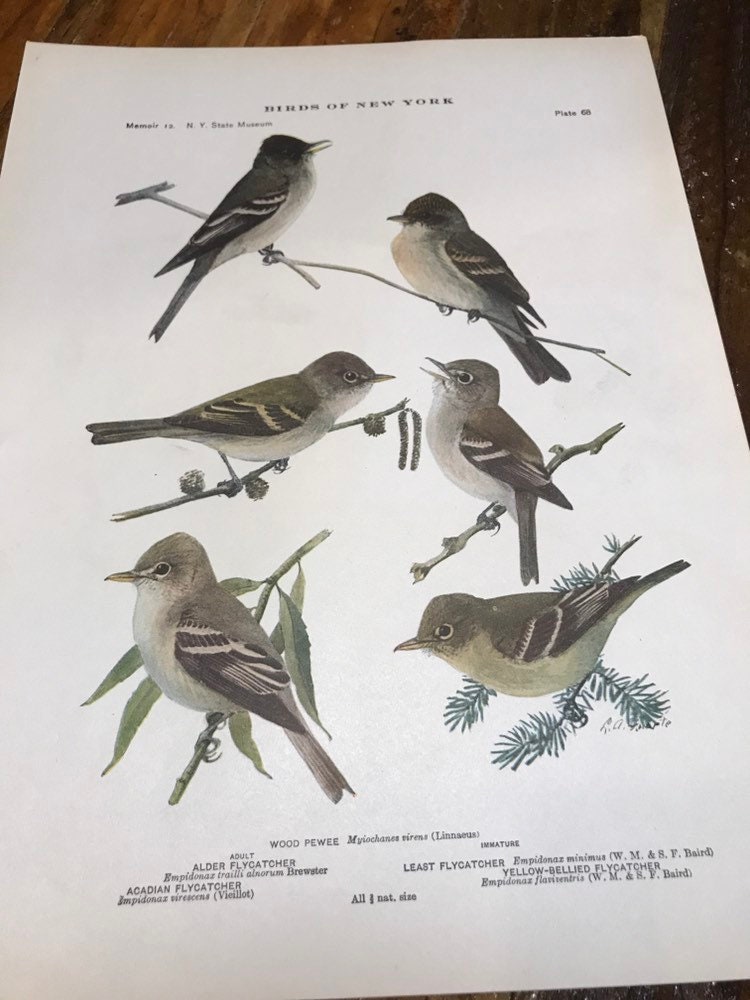 1924 Lithograph Birds of New York Flycatcher and PeWee Audubon | Etsy