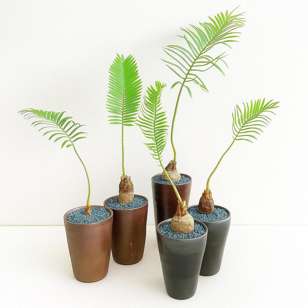 Rare Cycas Siamensis Caudex: Exotic Indoor Palm Bonsai - Etsy