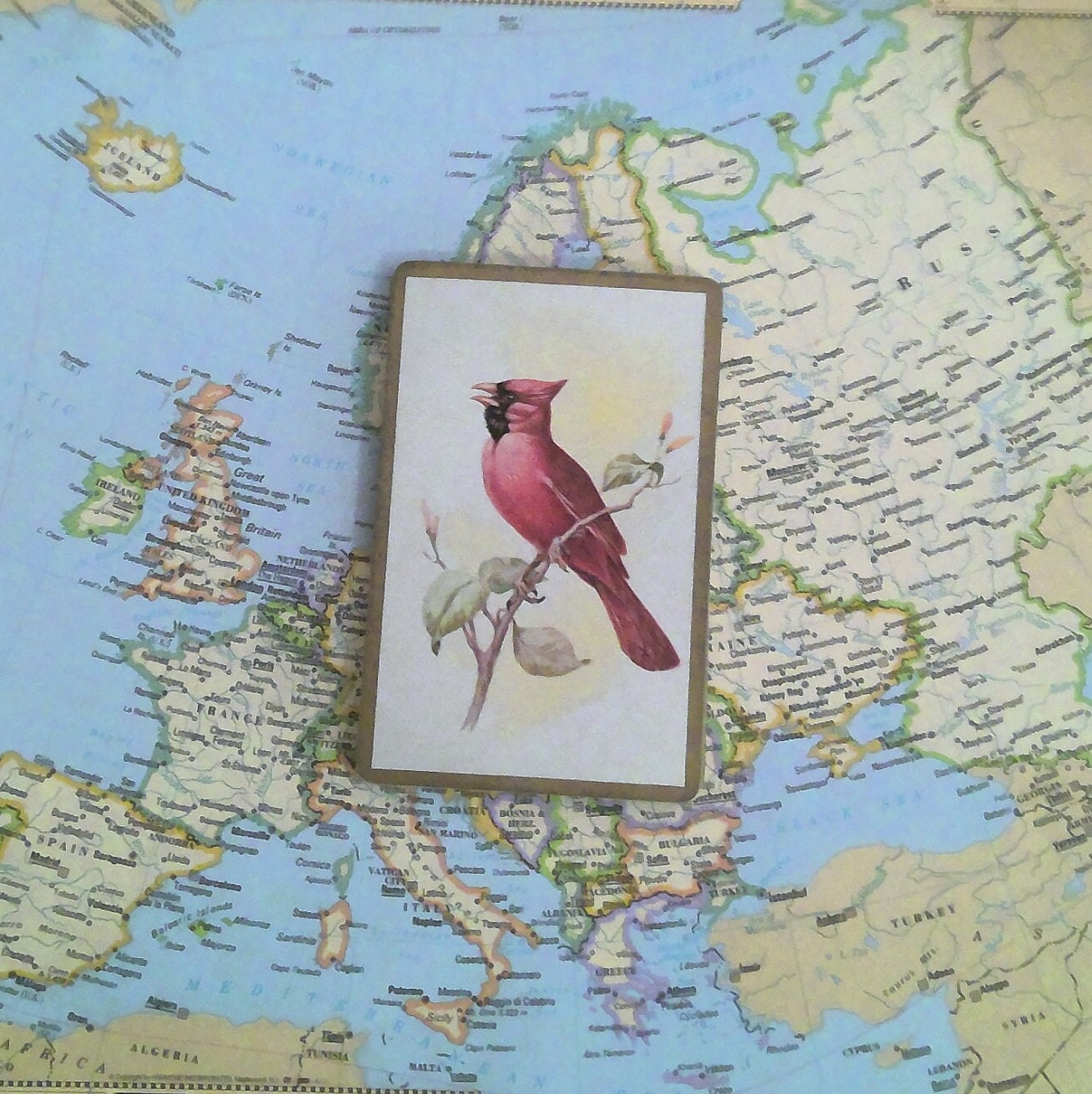 Vintage Red Cardinal Bird Playing Cards- Set of 10 - Etsy