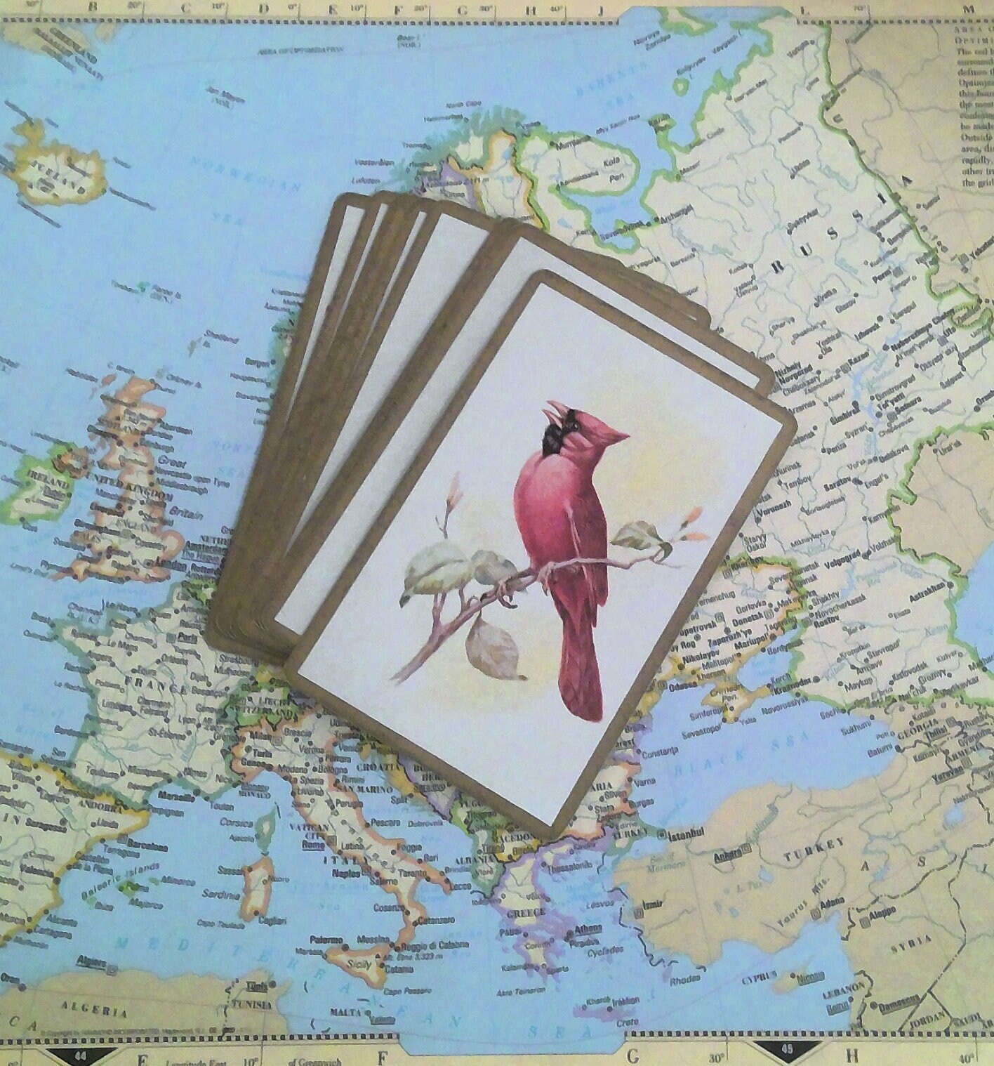 Vintage Red Cardinal Bird Playing Cards- Set of 10 - Etsy