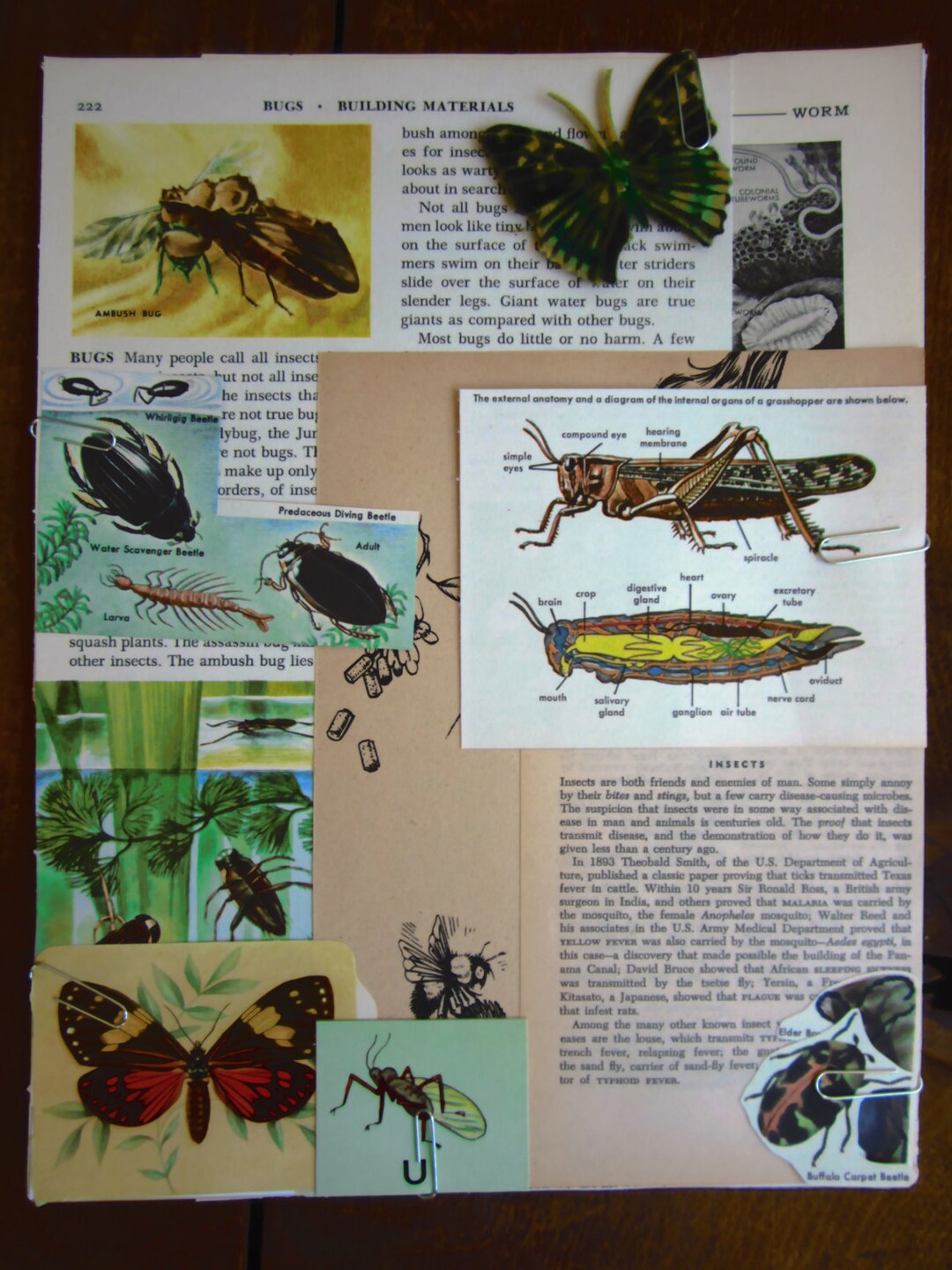 Bug Grunge Pack Vintage Paper Ephemera Lot Paper Pack Bug, Spider, Ant ...