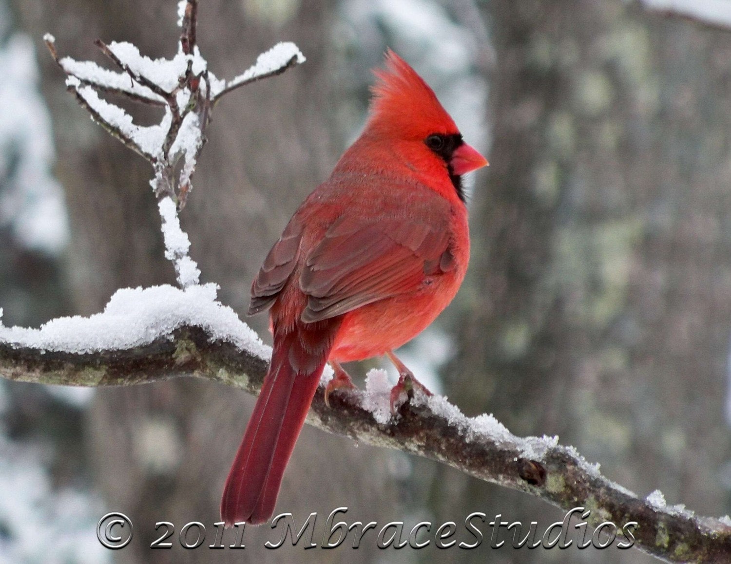 Cardinal male 5x7 Red Photograph in Winter 8x10 White Mat - Etsy