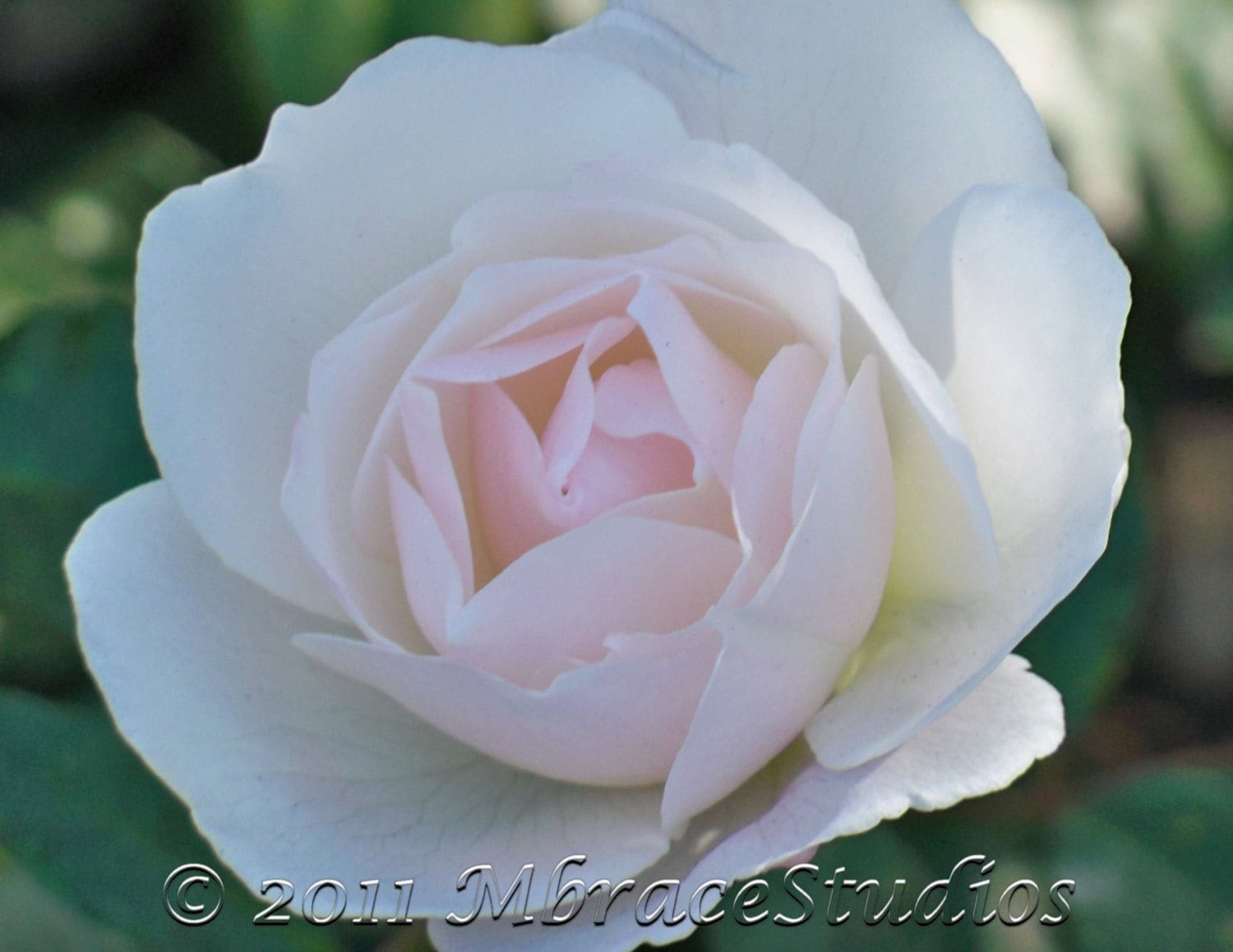 Pale Pink Rose Photograph - - Etsy