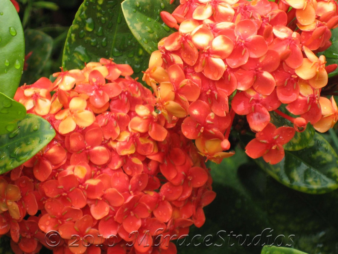 Orange Hydrangea Close-up Photography - Tropical Bush Flower - Macro ...