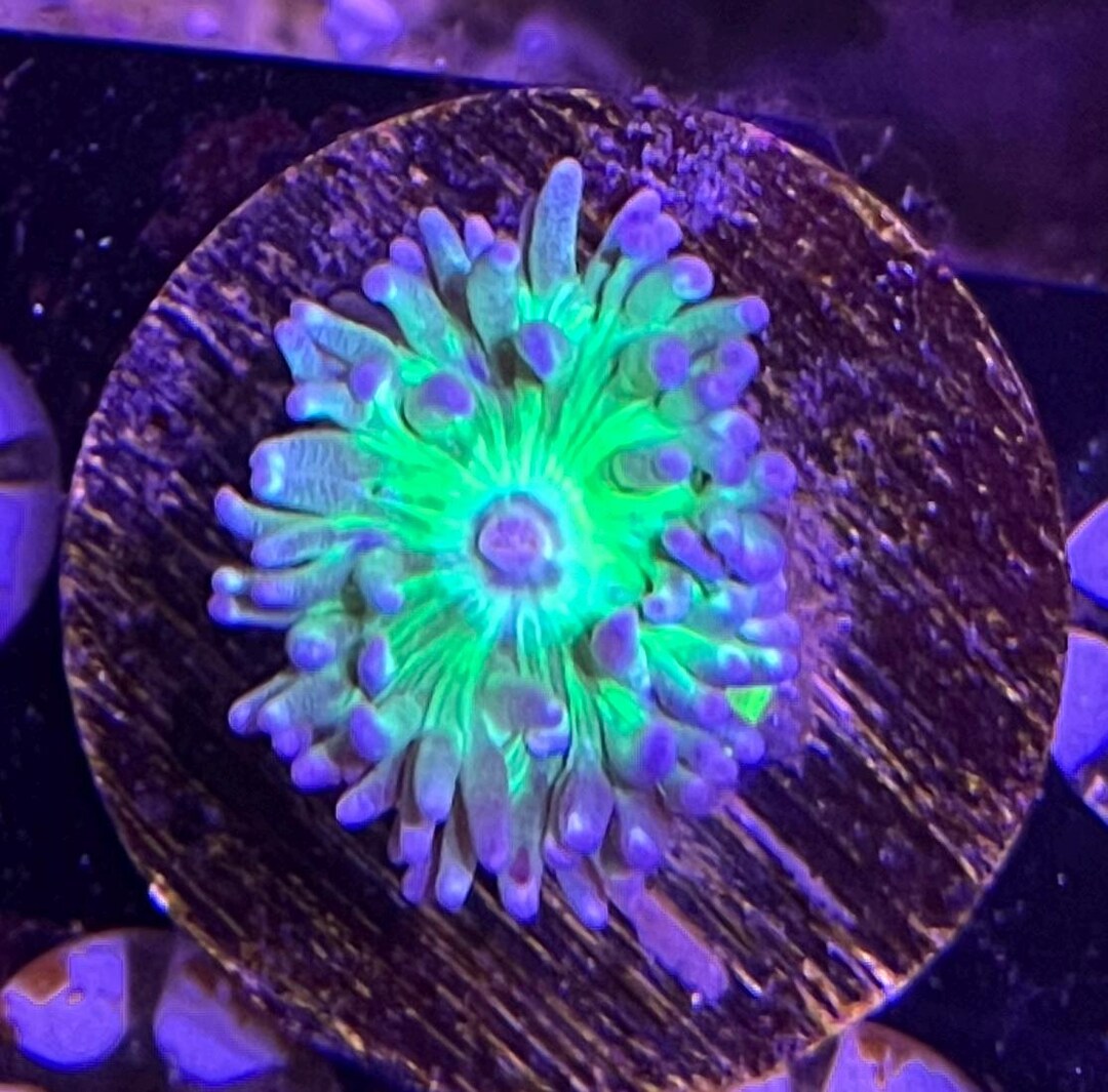 Neon Green Branching Duncan Coral - Etsy