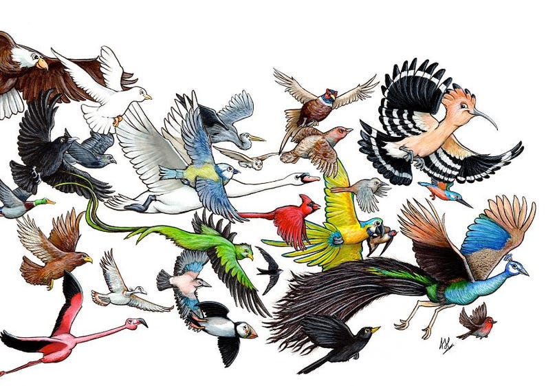 The Conference of the Birds - Etsy