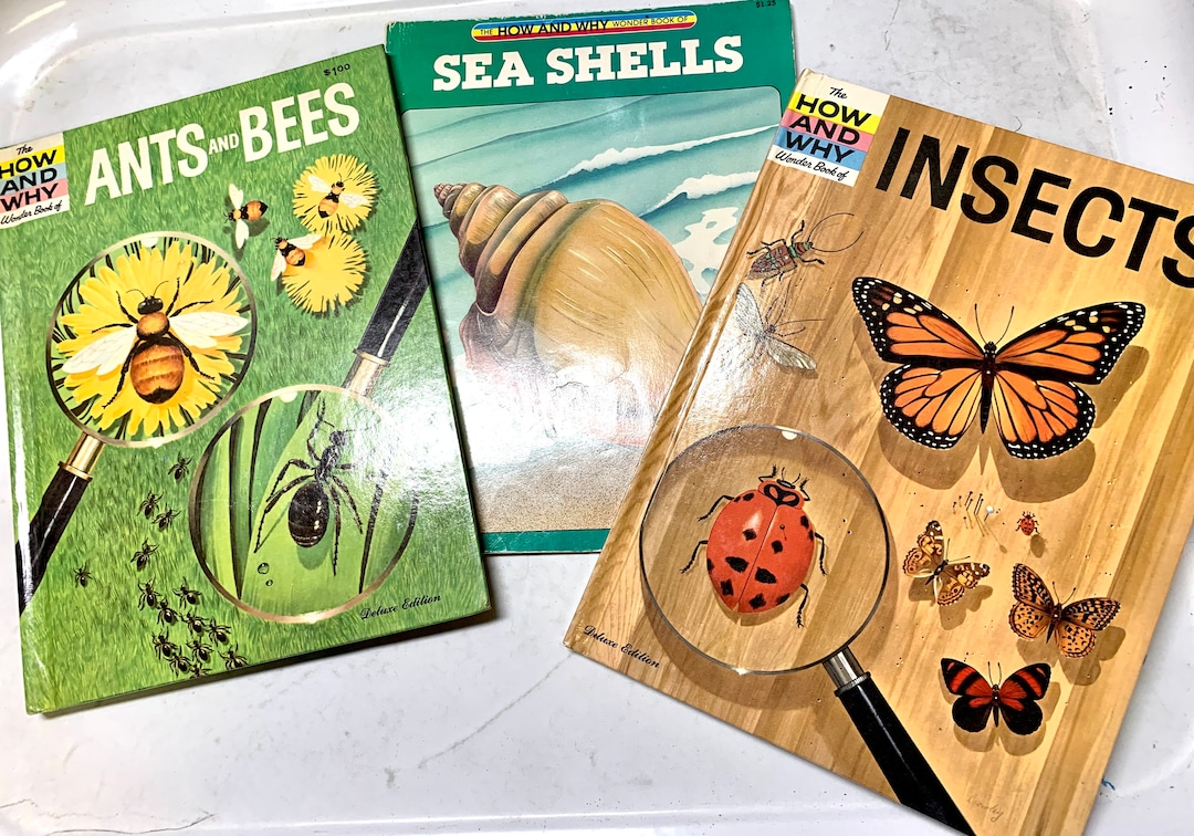 3 Childrens Illustrated Books Ants and Bees, Sea Shells, Insects - Etsy