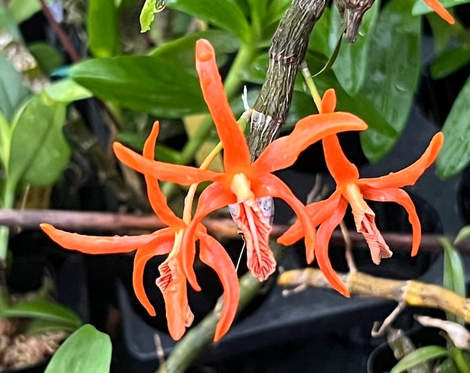 Orchid Dendrobium Den Tangerine Dream X Den Unicum Live Plant - Etsy