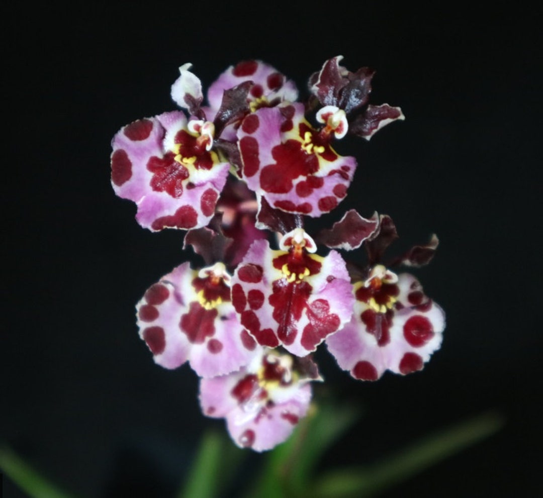 Miniature Orchid Oncidium Tolumnia Jairak Firm Tufferfish Oncidium ...