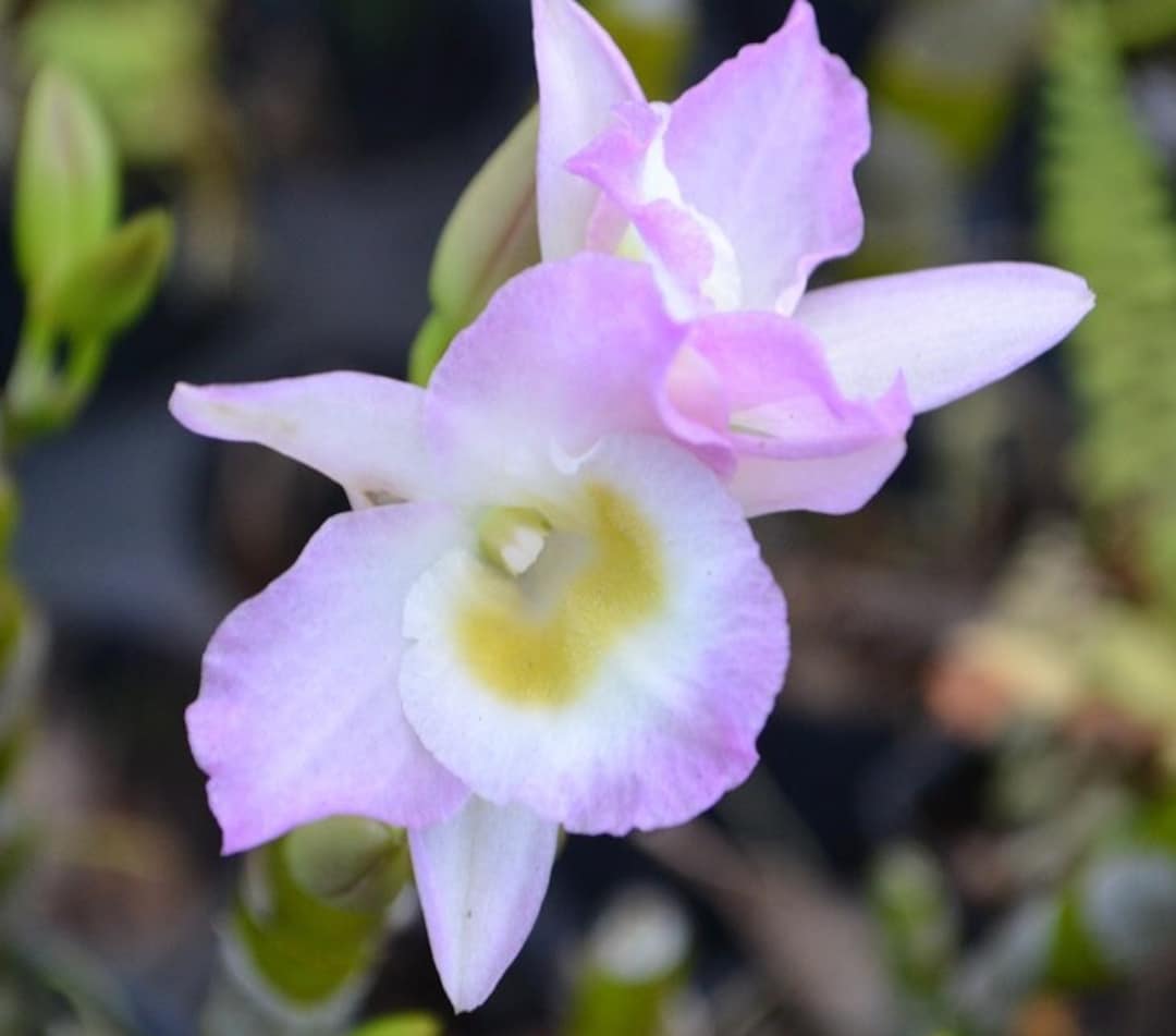 Orchid Nobile Dendrobium Fancy Angel 'lychee' - Etsy