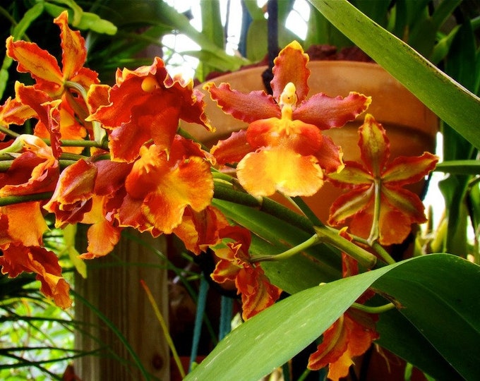 Seedling Orchid Oncidium Wilsonara Pacific Panache 'fireside Fever ...