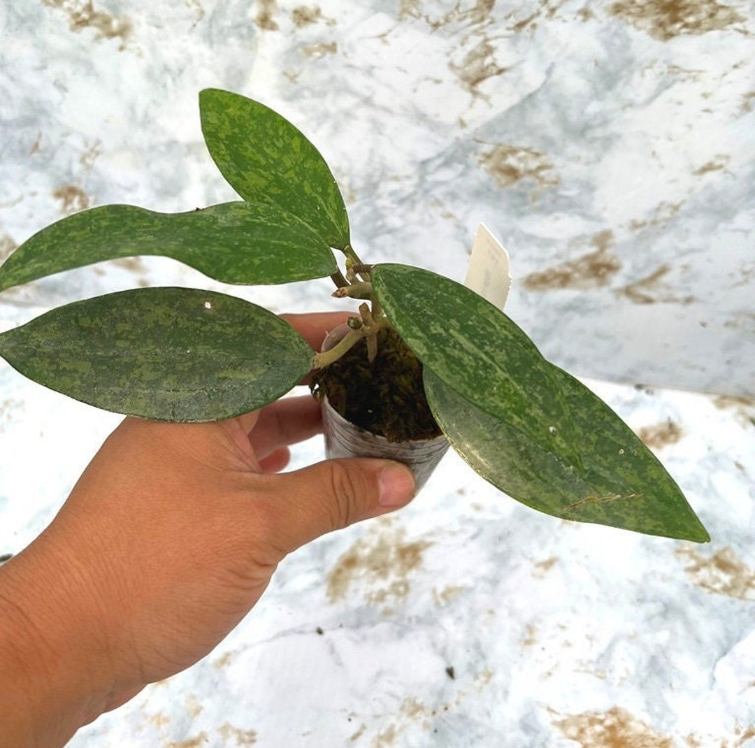 Hoya Rangsan Splash RARE Rooted Hoya Live Trailing Plant Hoya - Etsy