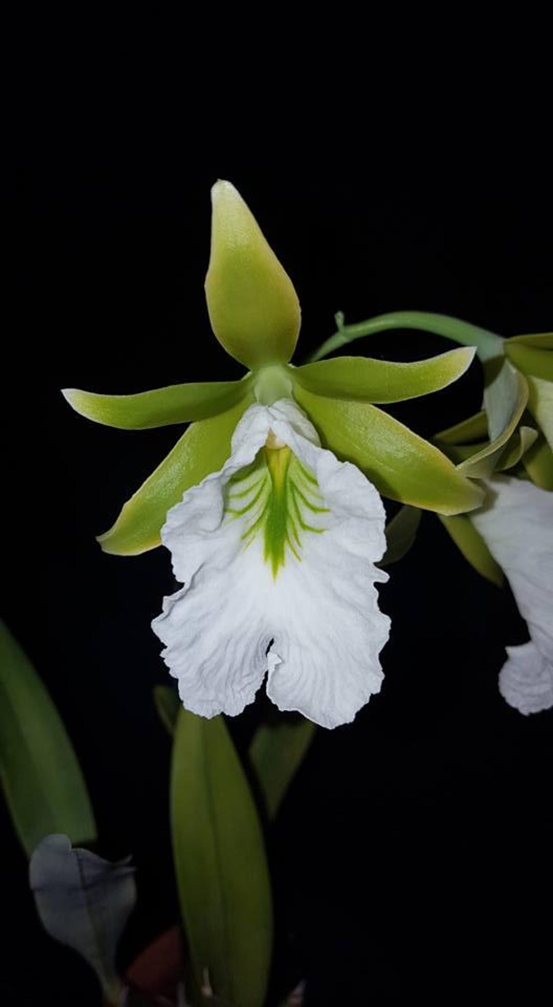 Very Rare Orchid Species Encyclia Prosthechea Mariae Species Live Plant ...